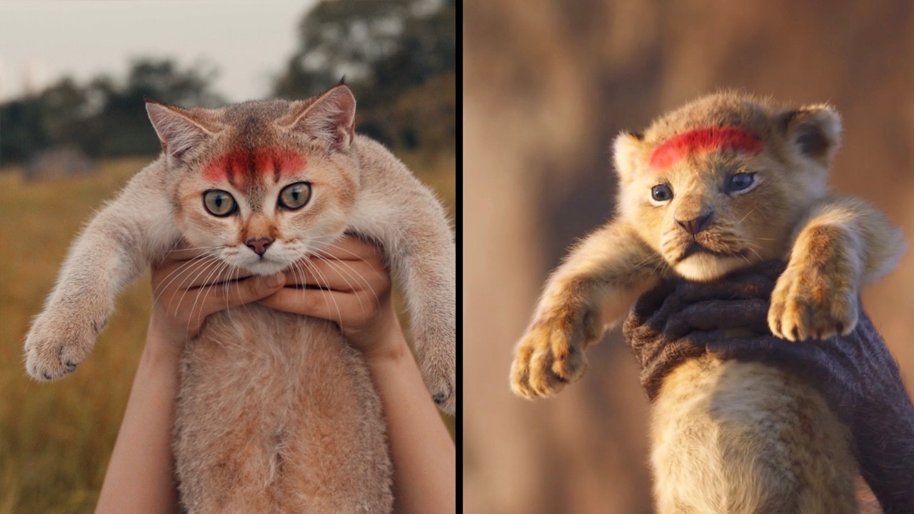 If Simba was a Cat - YouTube