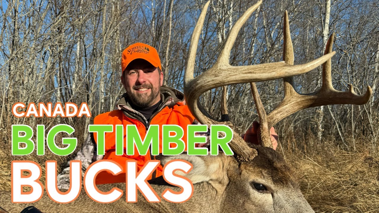 Hunting Big Timber Canadian Bucks - YouTube