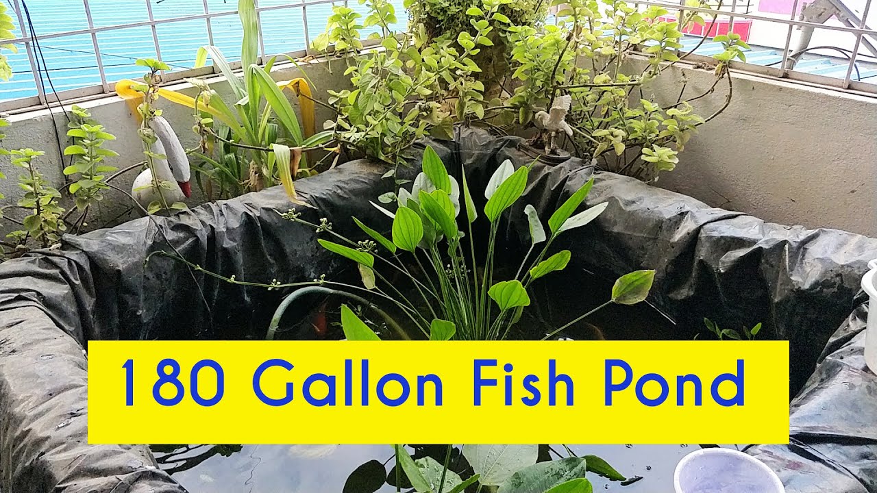 Fish pond for Terrace! - YouTube