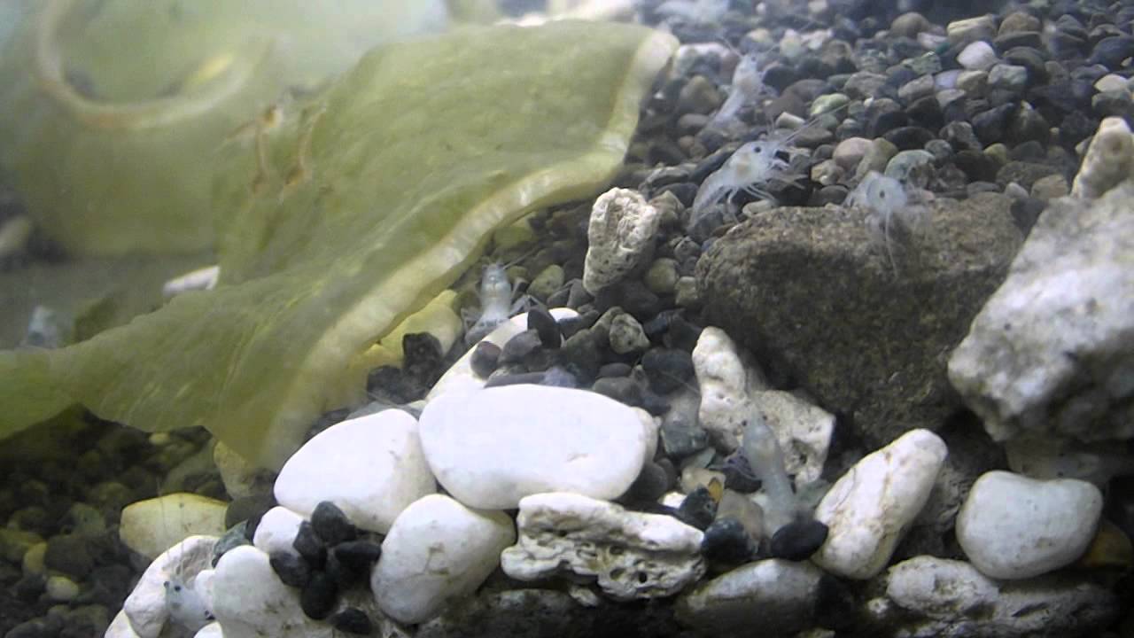 yabby babies - YouTube