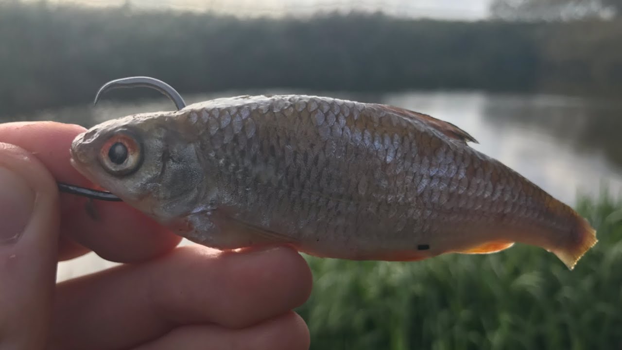 Pike fishing with a Single Hook! - YouTube