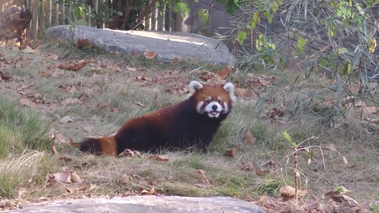 Let me perform a hip-hop dance for everyone 【red panda】【cute】 - YouTube