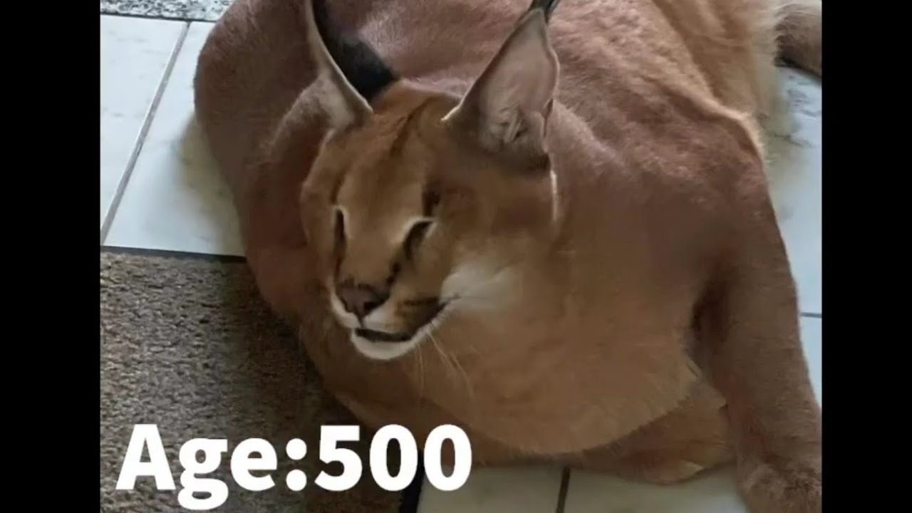 hecker life cycle... - YouTube