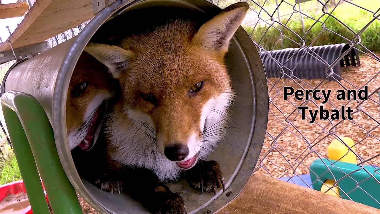 Sydney Fox & Dingo Rescue - YouTube