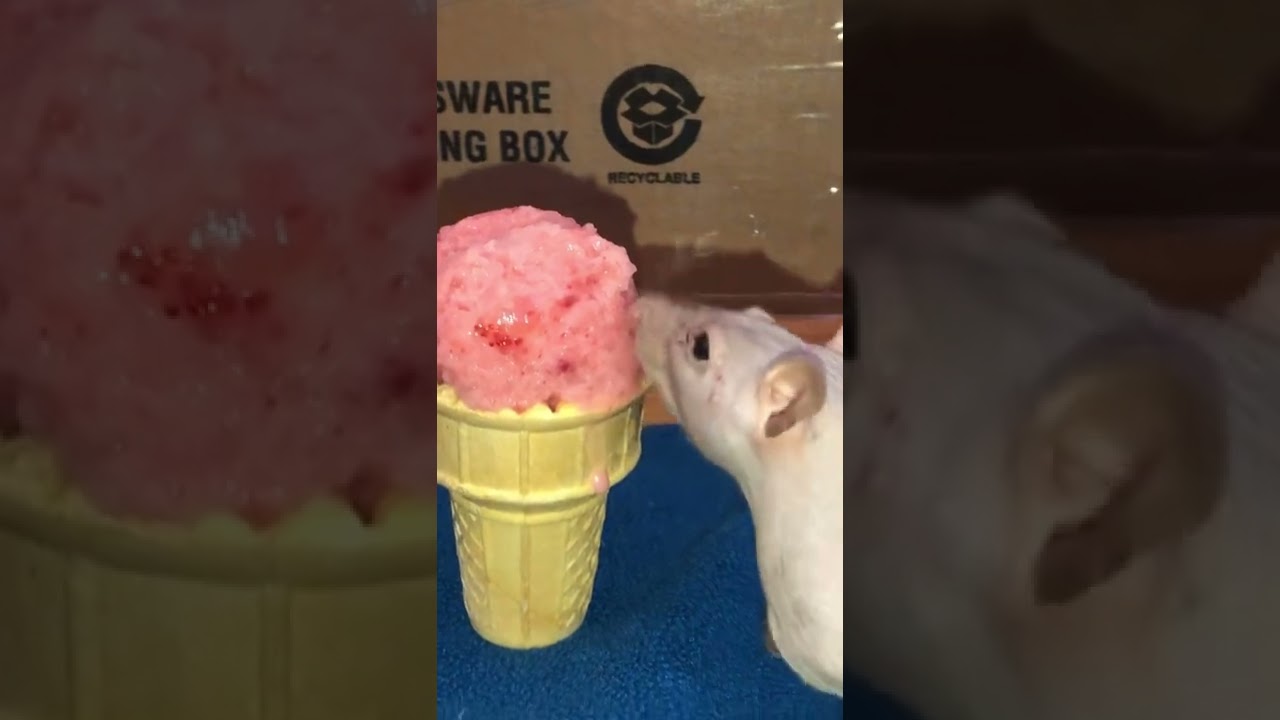 Pet rat eating ice cream - YouTube