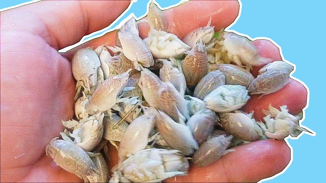 How to blanch sand fleas for freezing. The best free bait for pompano ...