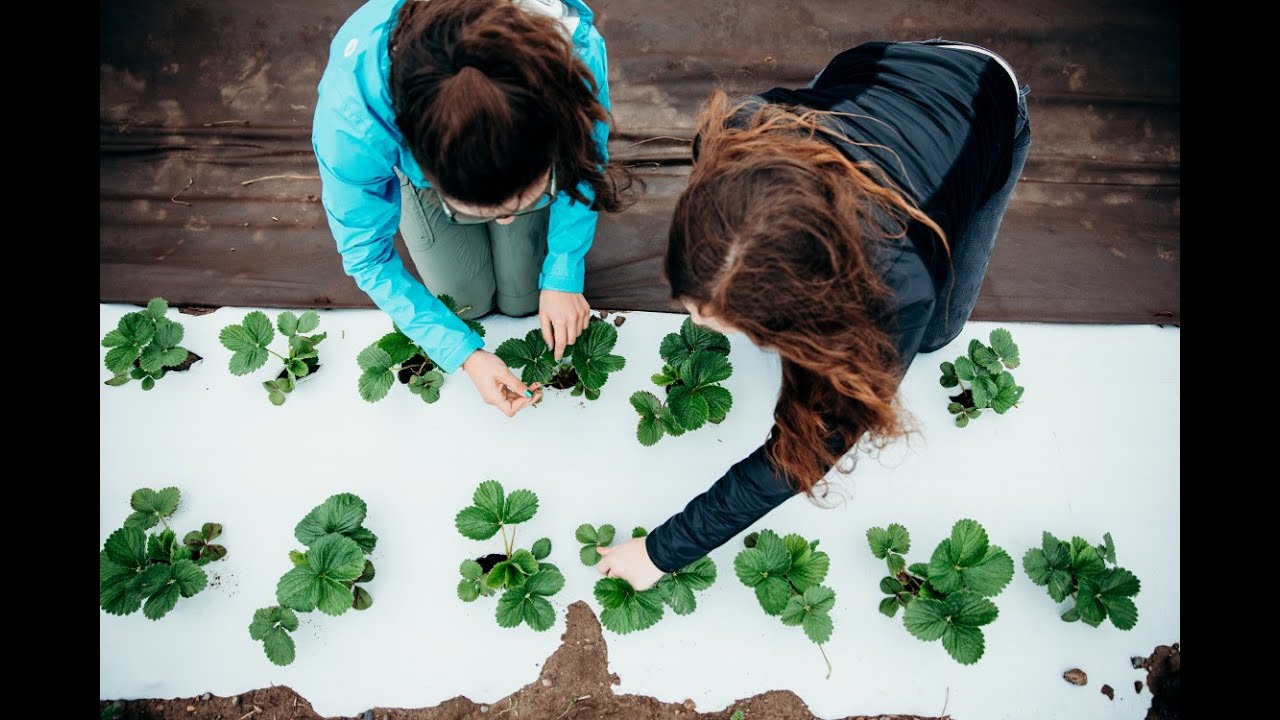 Cornell Berry Research Team - YouTube