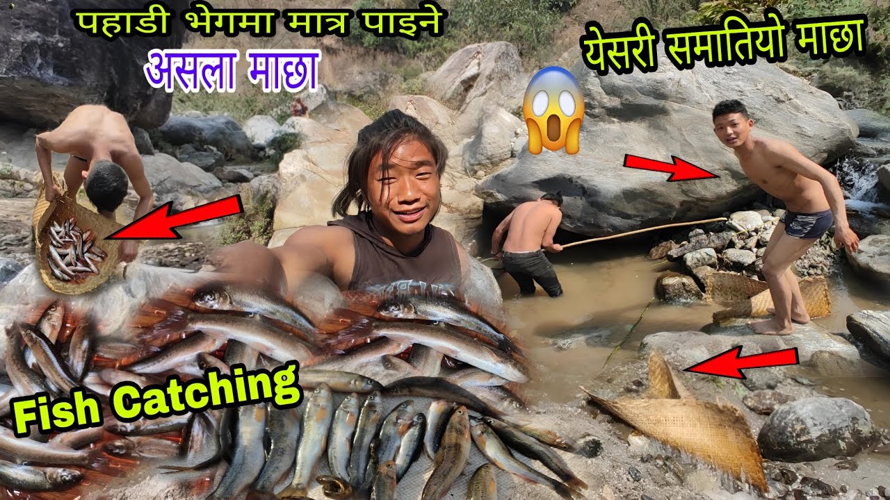 Fish Catching In Nepalese System Rural Village Lifestyle Asala Machha ...