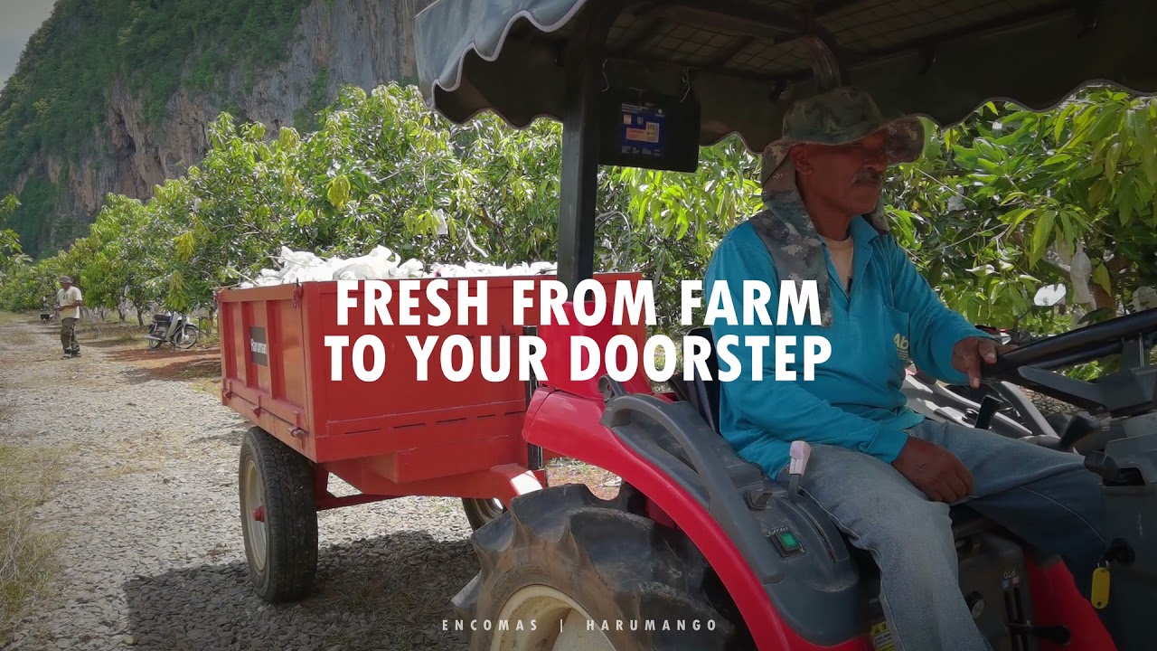 HARUMANGO EP4 Petik Buah - Harumanis - YouTube