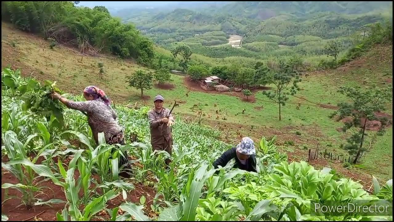 Mus Nthuad Teb Pob Kws. - YouTube