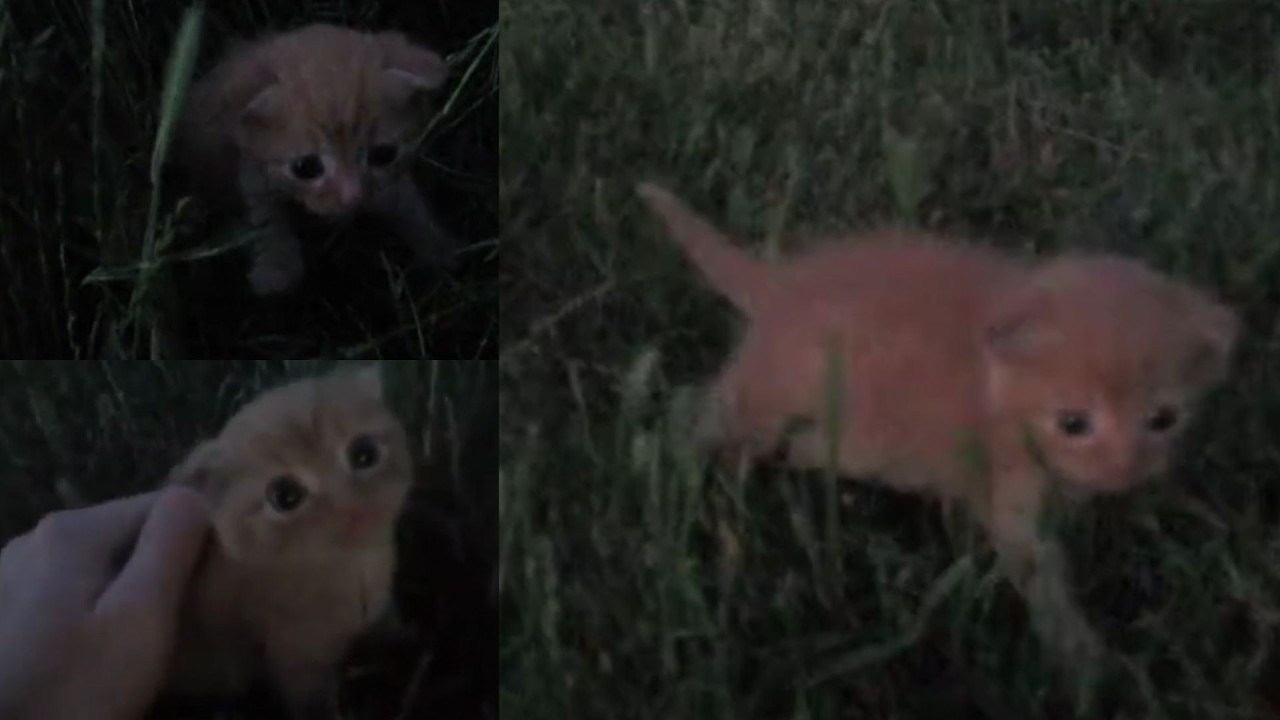 small kitty in grass.mp4 (compilation) - YouTube