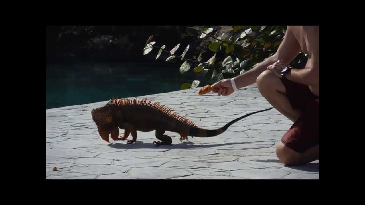 Iguana Attacks Bread - YouTube