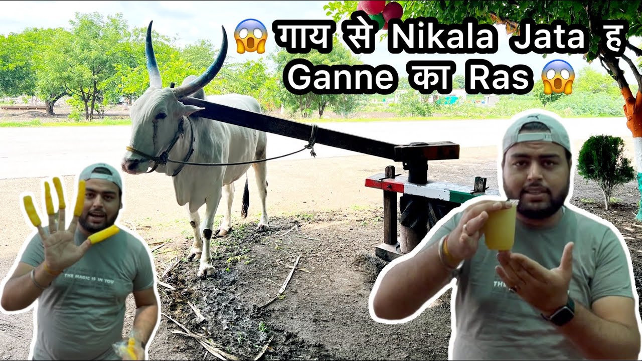😱 गाय से Nikala Jata ह Ganne का Ras 😱 || 🫡 Unique Ganne Ka Ras🫡 || Jama ...
