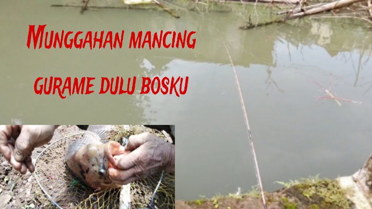 MUNGGAHAN MANCING IKAN GURAME DULU DI EMPANG MILIK BAPAKKU #mancingikangurame #mancingmania ...