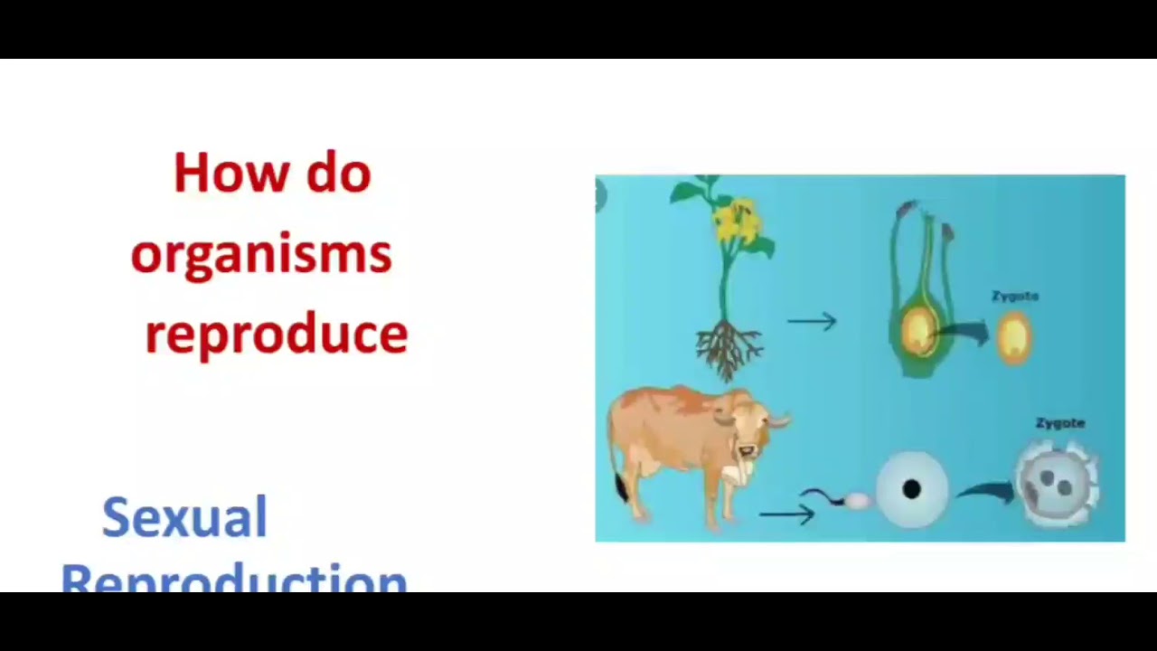 How do organisms reproduce ( class 10) Part -2 - YouTube