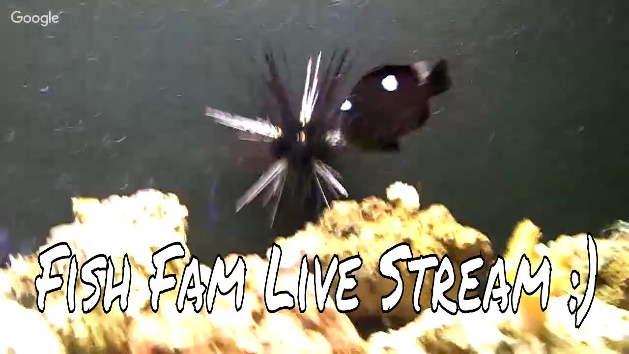 Fish Fam Live Stream :) - YouTube