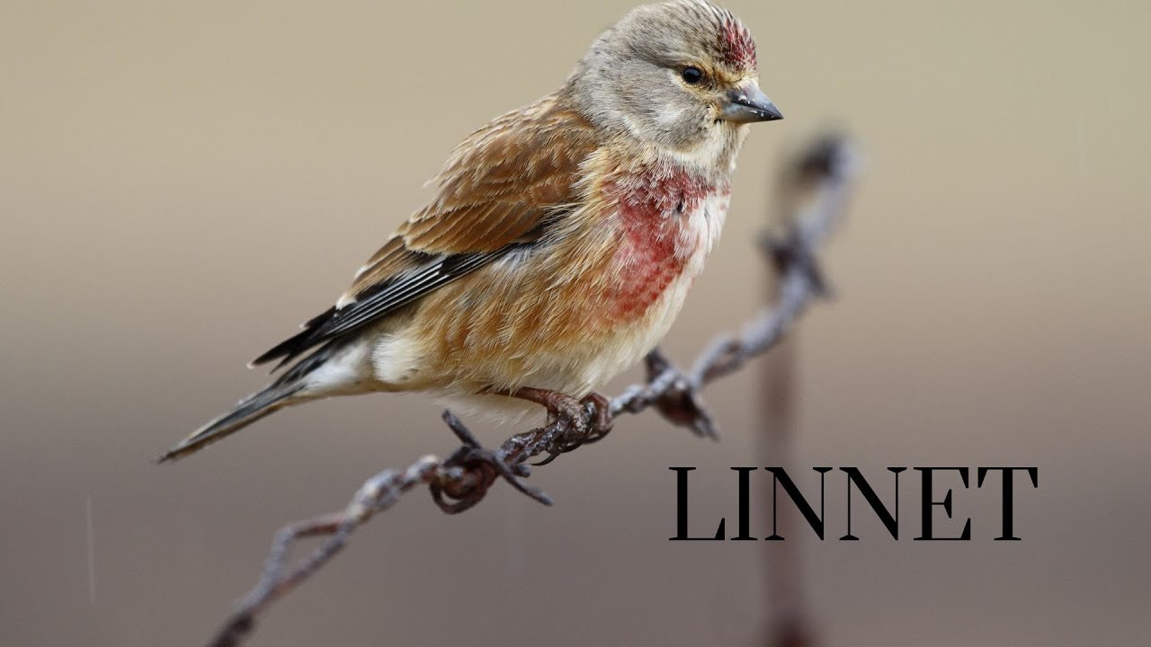 The Linnet - YouTube