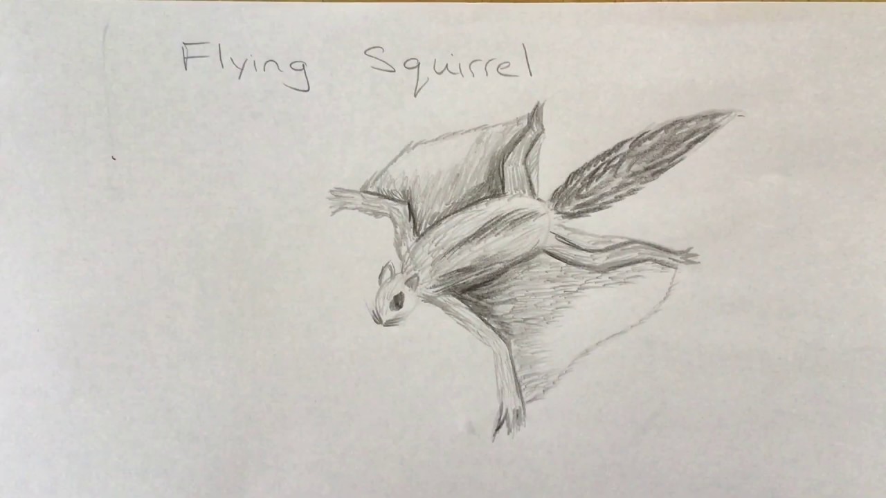How to draw a flying squirrel - YouTube