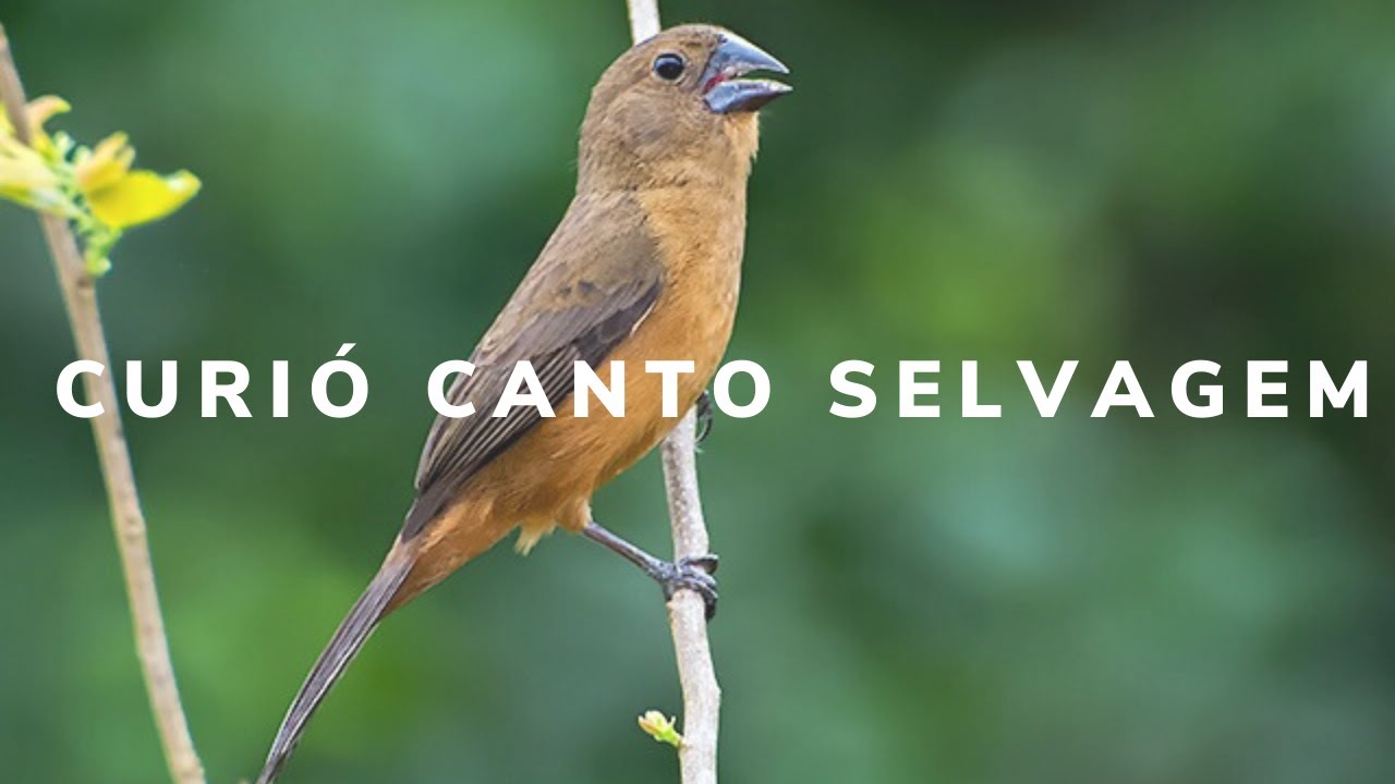 Canto do Curió Selvagem - Canto bonito de Curió - YouTube