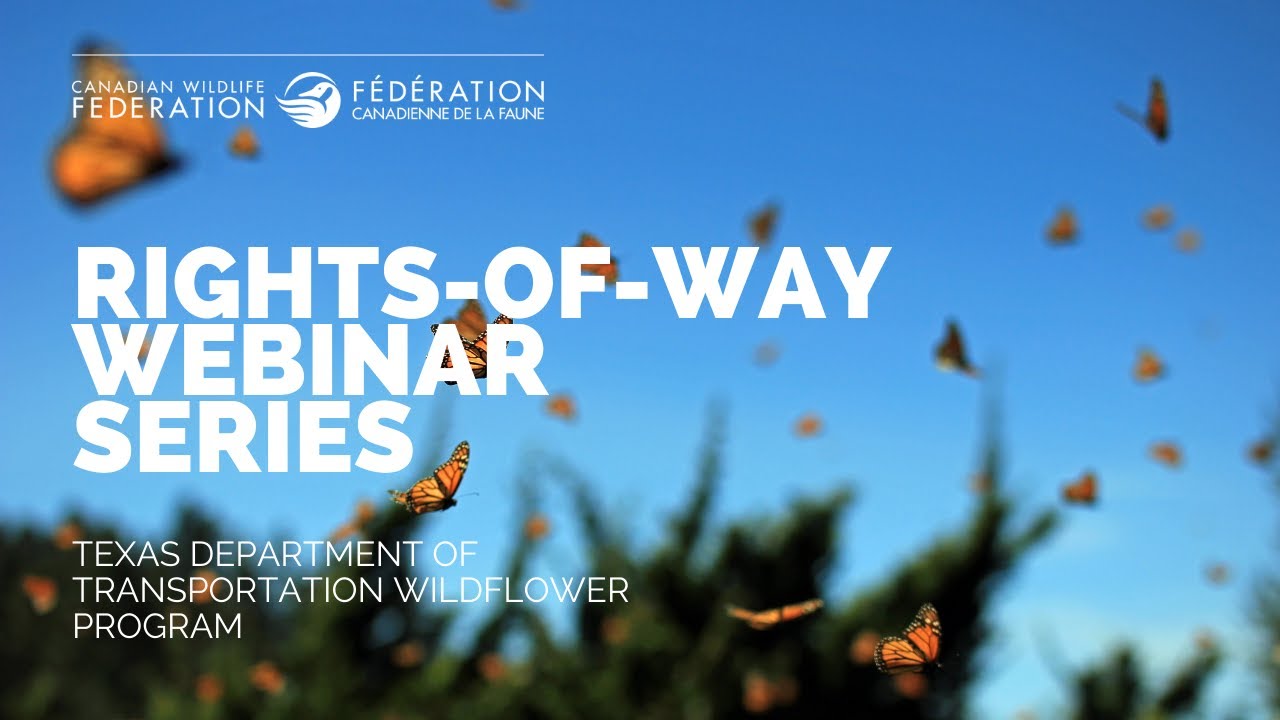 Texas Department of Transportation Wildflower Program - YouTube