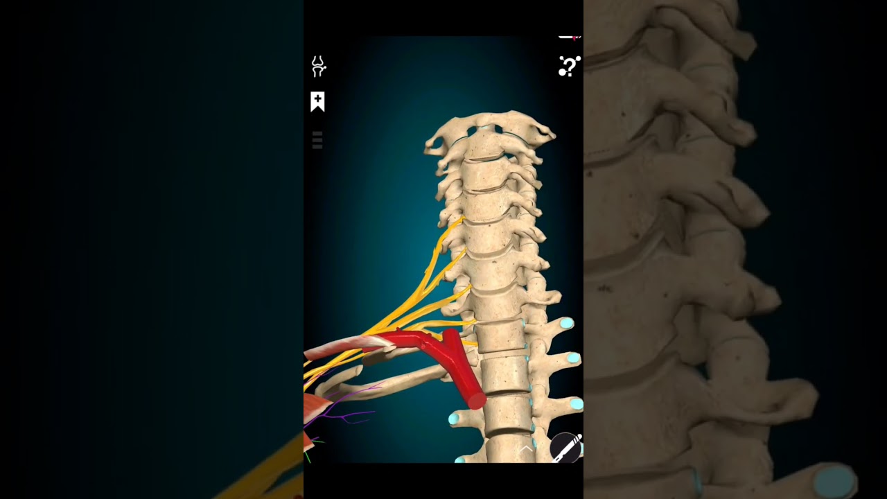 brachial plexus anatomy in 3D - YouTube