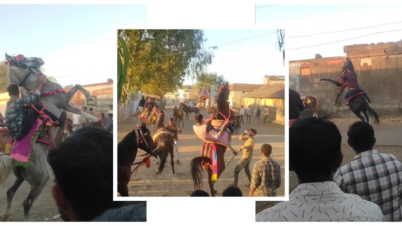 hajani pipriya nu fuleku #horse #indianhorse #horseriding #horserider # ...