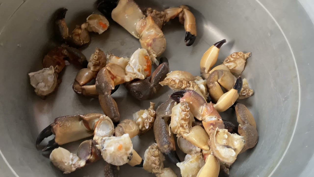 Mengolah 40 kepiting batu, Mantap 👍 - YouTube