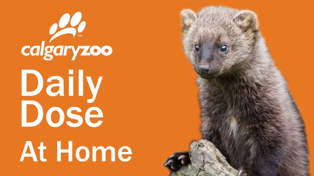 Your Daily Dose At Home: Weasel or Rodent? - YouTube