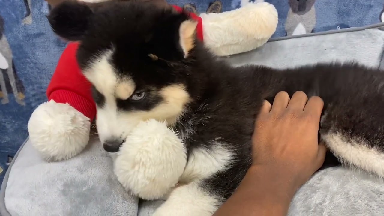 Alpha Husky Clip - YouTube