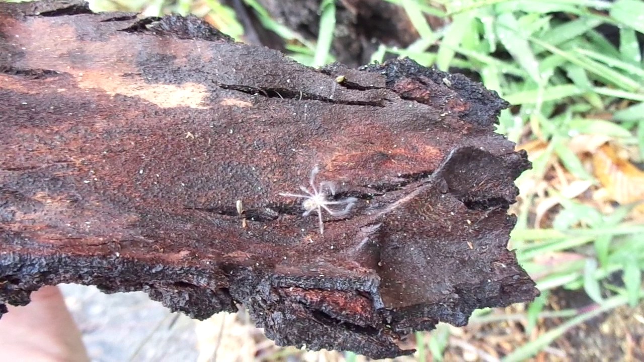 Huntsman spiderlings - YouTube