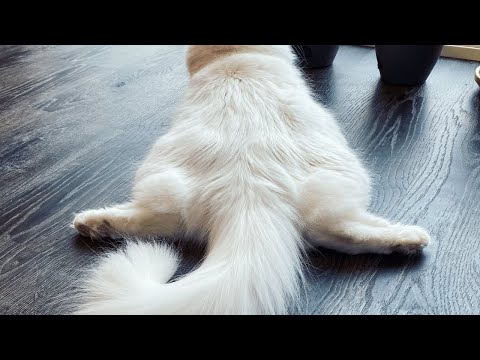 Sploot Meaning | Word pronounce | English Speaking Practice | English | WordsClasses - YouTube