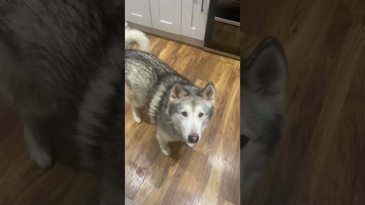 Husky tricks #husky #huskies #huskylife #dogs #pets #pet #huskydog # ...