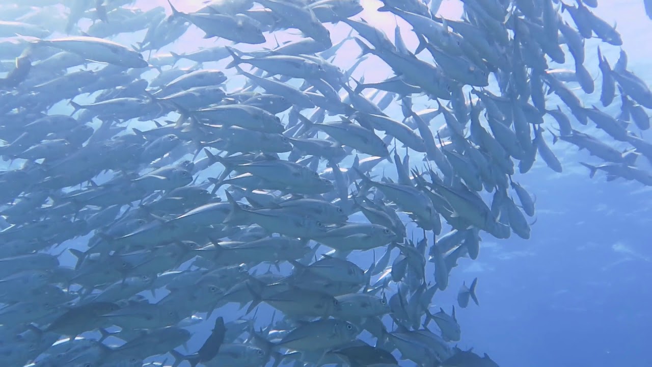 Tubbataha Reef Liveaboard Diving - School of Jacks - YouTube