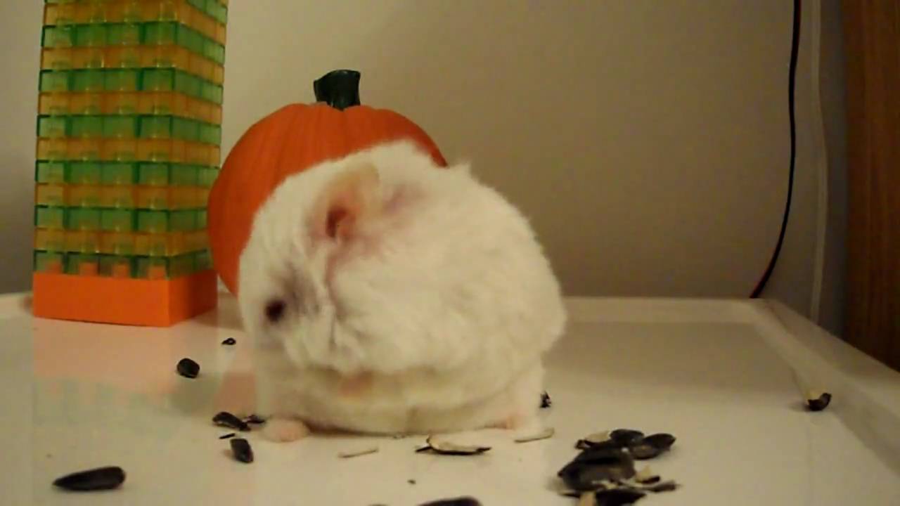 Michael chillin out - YouTube