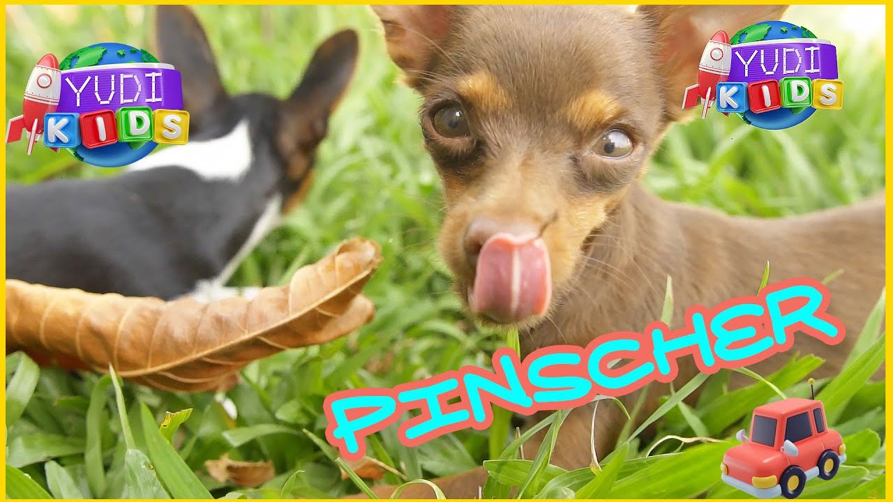 Cachorro Pinscher (Brincadeiras divertidas | Yudi Kids - YouTube