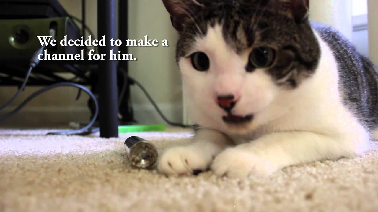 Introducing Hank the Happy Cat! - YouTube