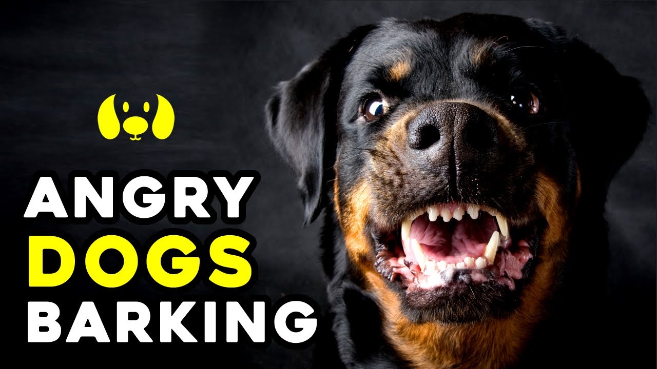 Dog Barking Sound - Aggressive Dog Sounds 🐶 - YouTube