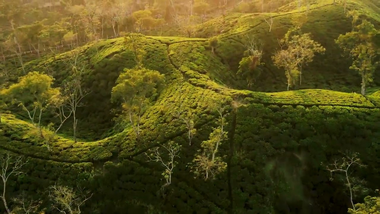 Serenity of Sreemangal - Beautiful Bangladesh - YouTube