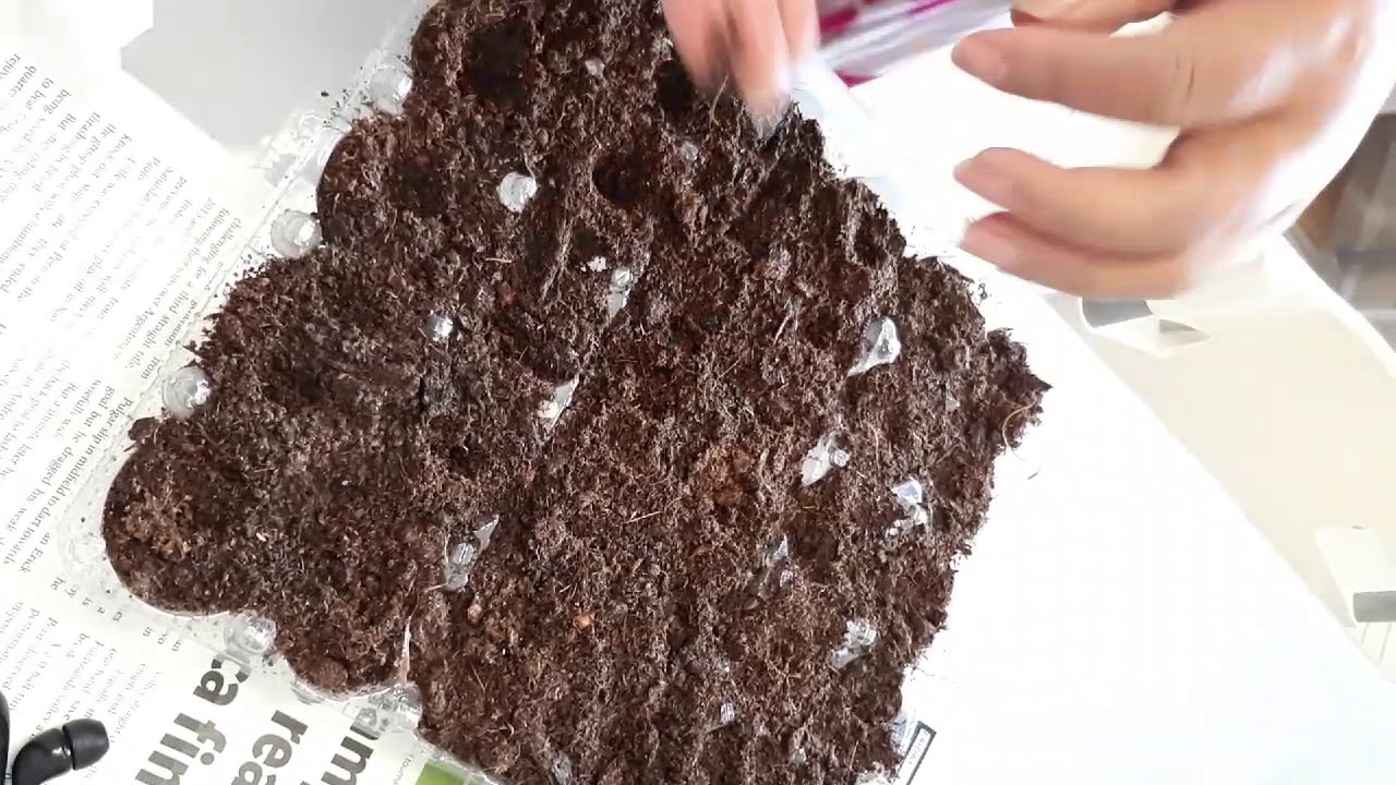simple way to plant kangkong & pachoy seeds. 🌱🌱🌿🌿 - YouTube