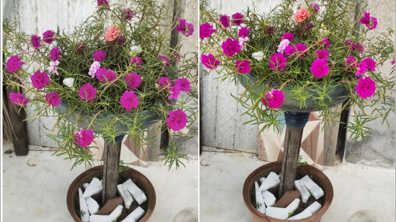 Beautiful portulaca (moss rose) garden decoration ideas. 9'Oclock ...