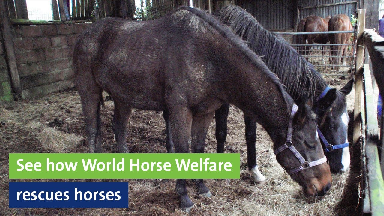 See how World Horse Welfare rescues horses - YouTube