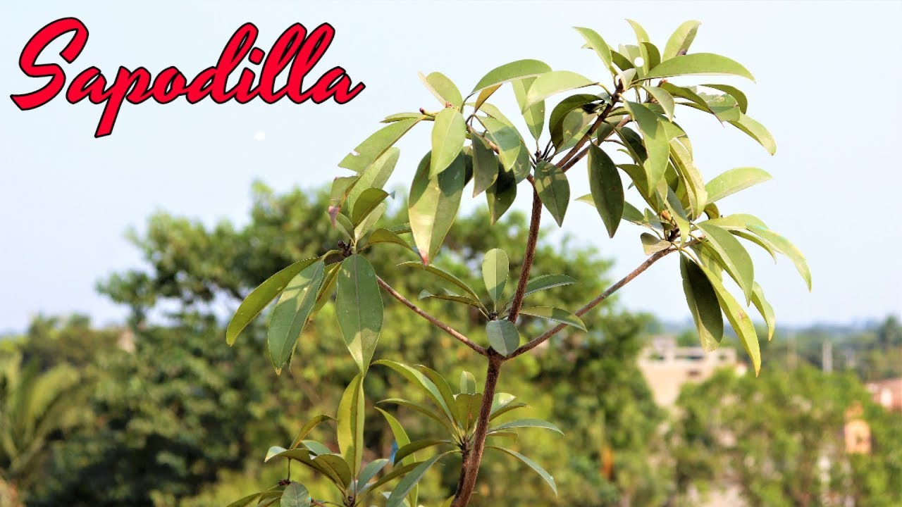 The Best Useful Tips For Sapodilla (Chico) And Also Transplanting - YouTube