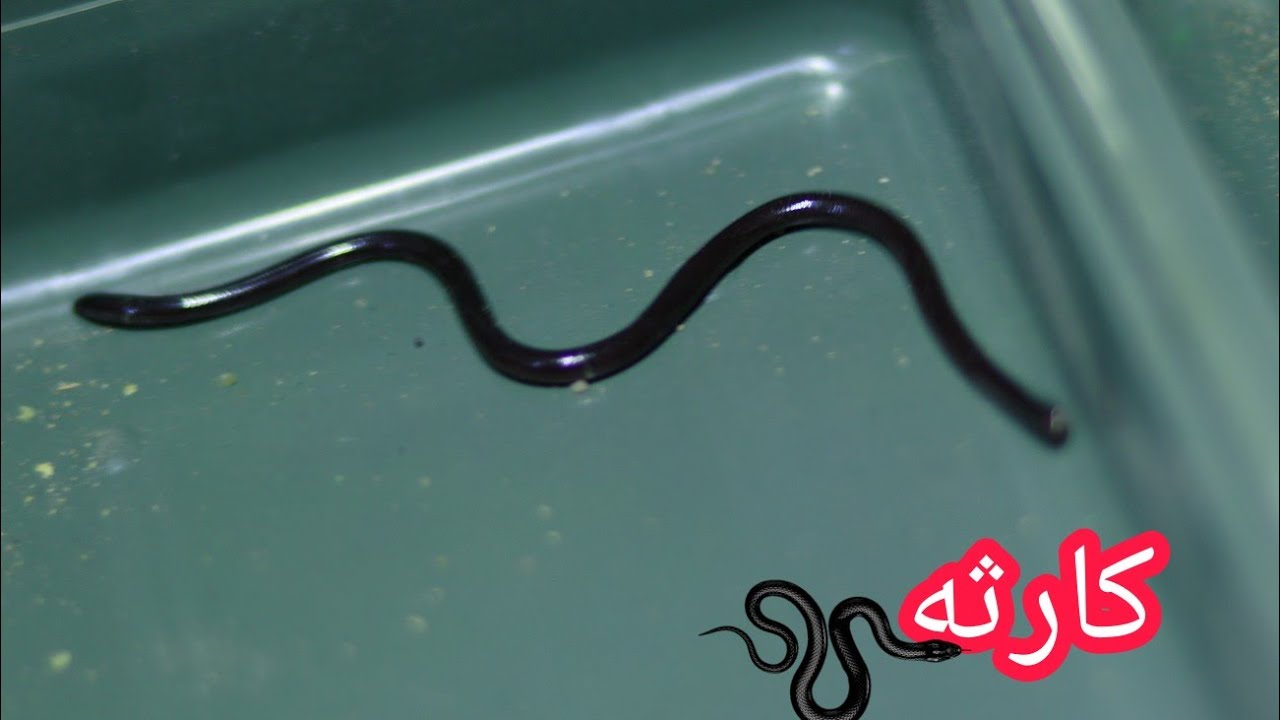 لو شوفت ثعبان اسود في الحمام لازم تتفرج علي الفيديو ده 😱😱🐍 Youtube