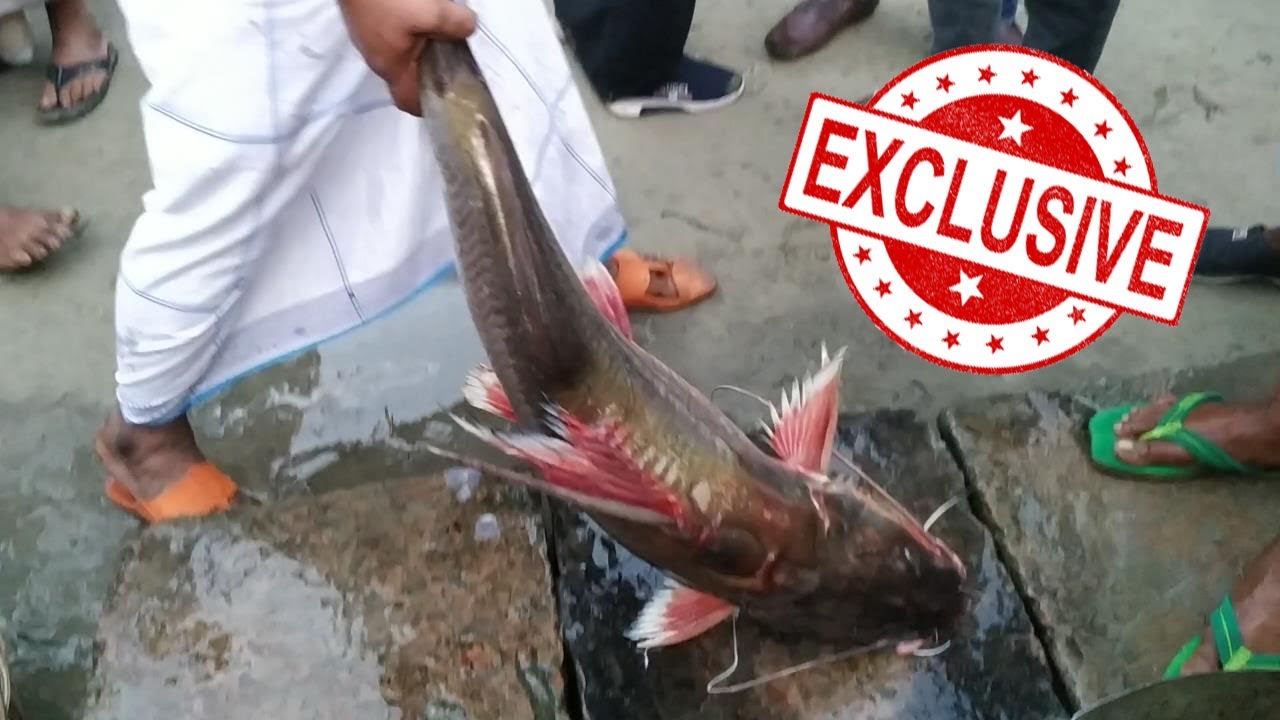 Big Fish in Padma River, How and Where you can buy Fresh Padma Fish ...