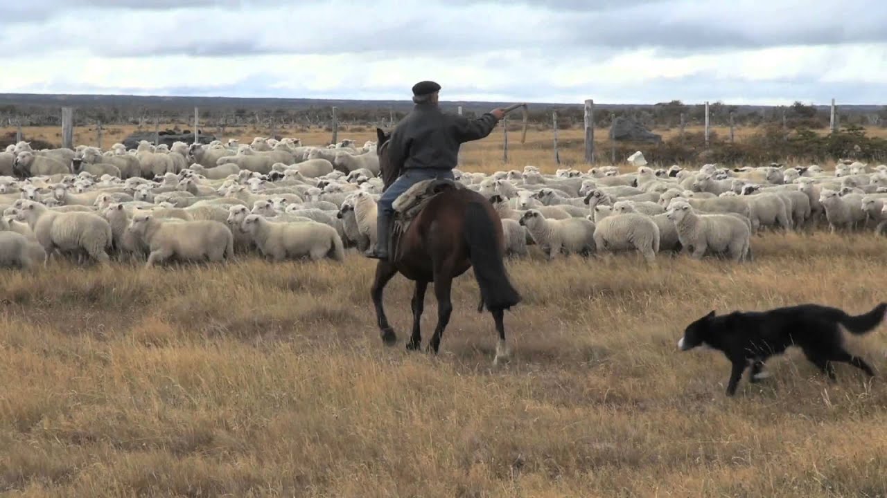 Man Riding a Horse and Herding Sheep - YouTube
