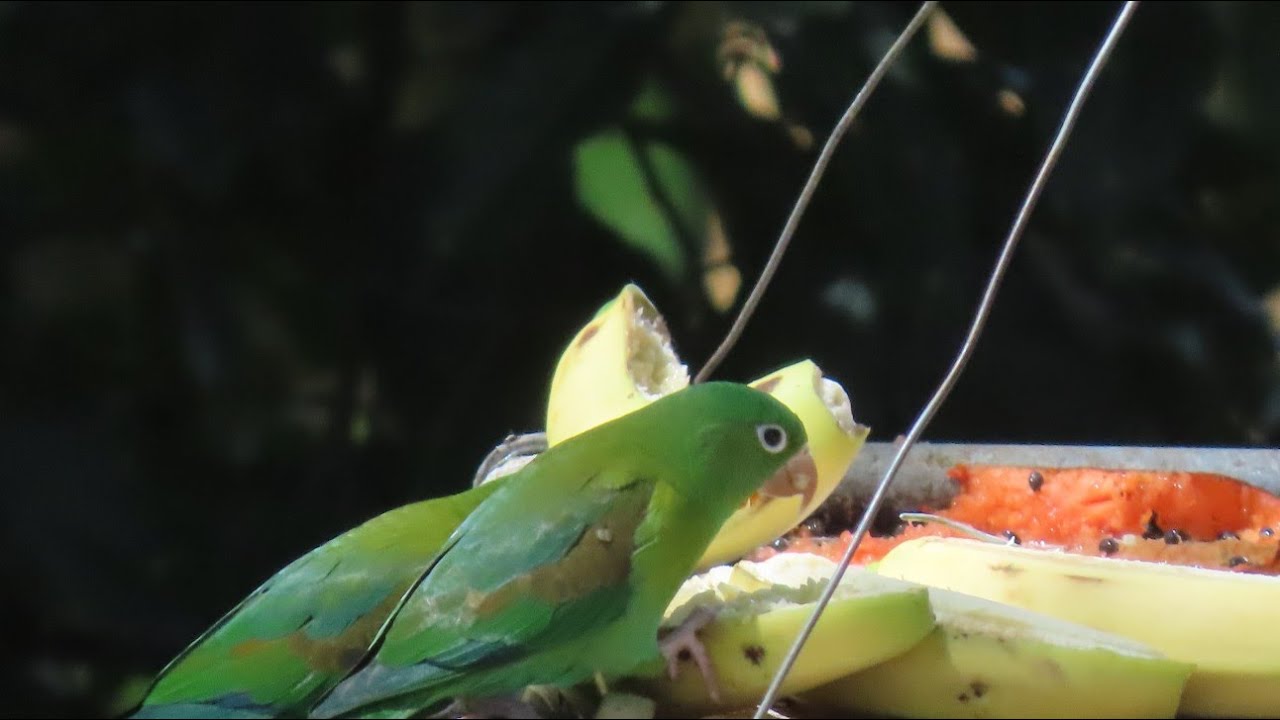 Come con prisa el lorito verde - YouTube