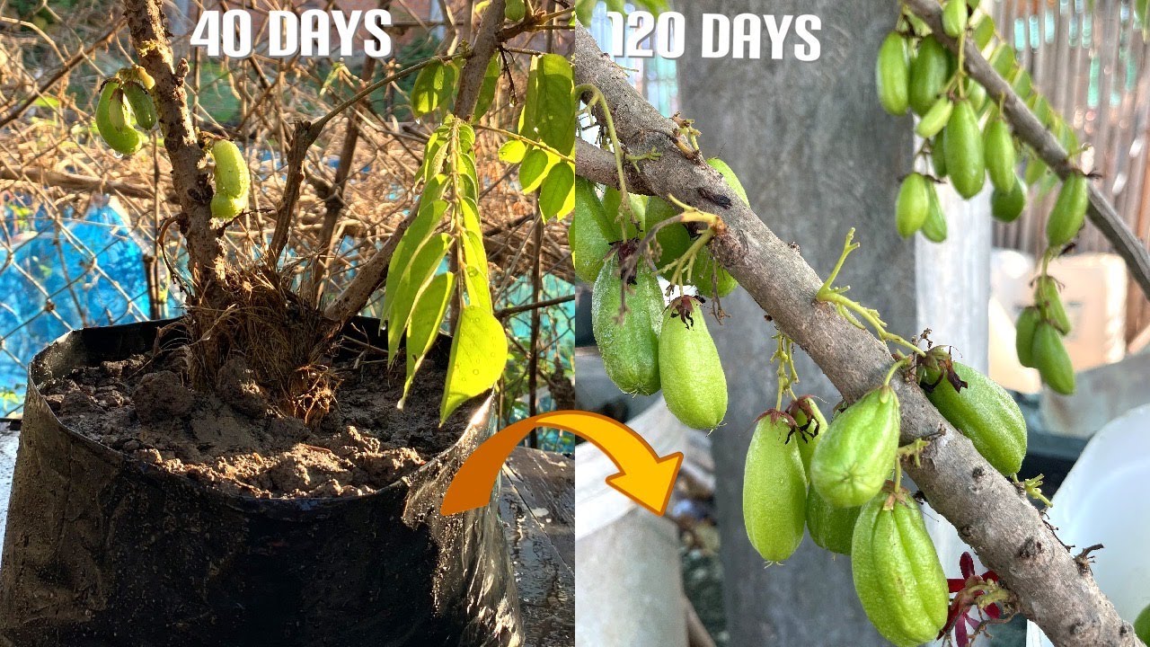 How To Grow Bilimbi Tree in Pot || Growing Bilimbi Fast Bear Fruit ...