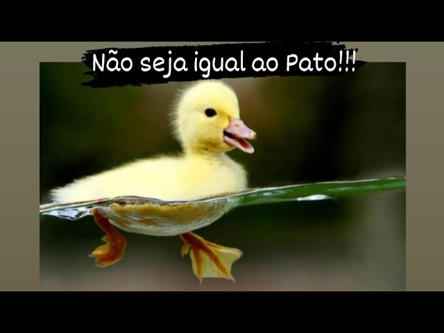 Pato Gif Tumblr Hilarious Cockatiel Comics By PotatoPato I Can Has