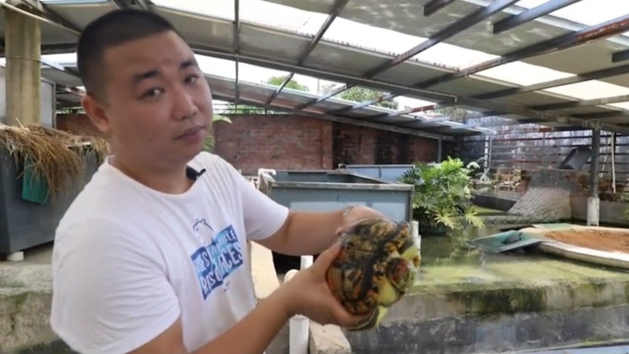 Demonstration of turtle farms and how turtles lay their eggs - YouTube
