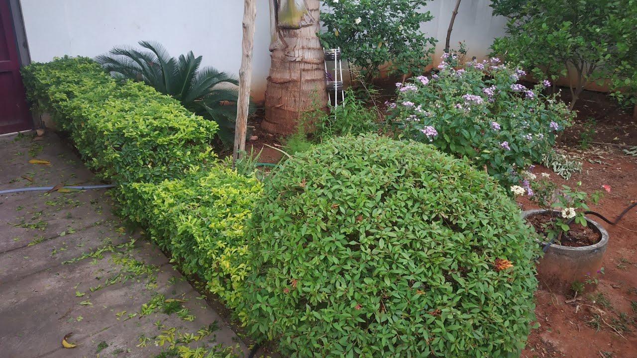 How to design garden | How to trim border plants - YouTube